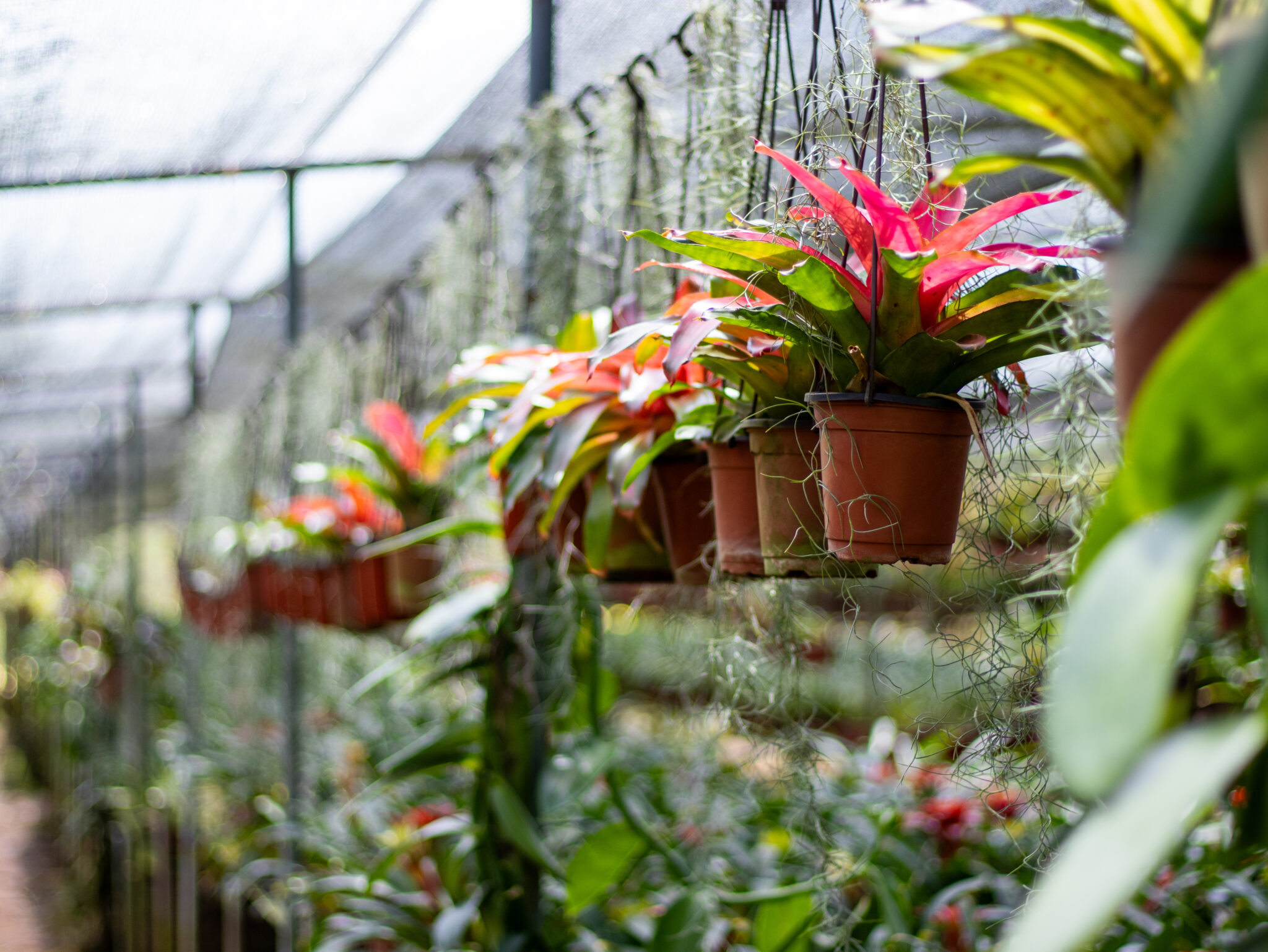 Inicio - Vivero Entremares - Bromelias Panama