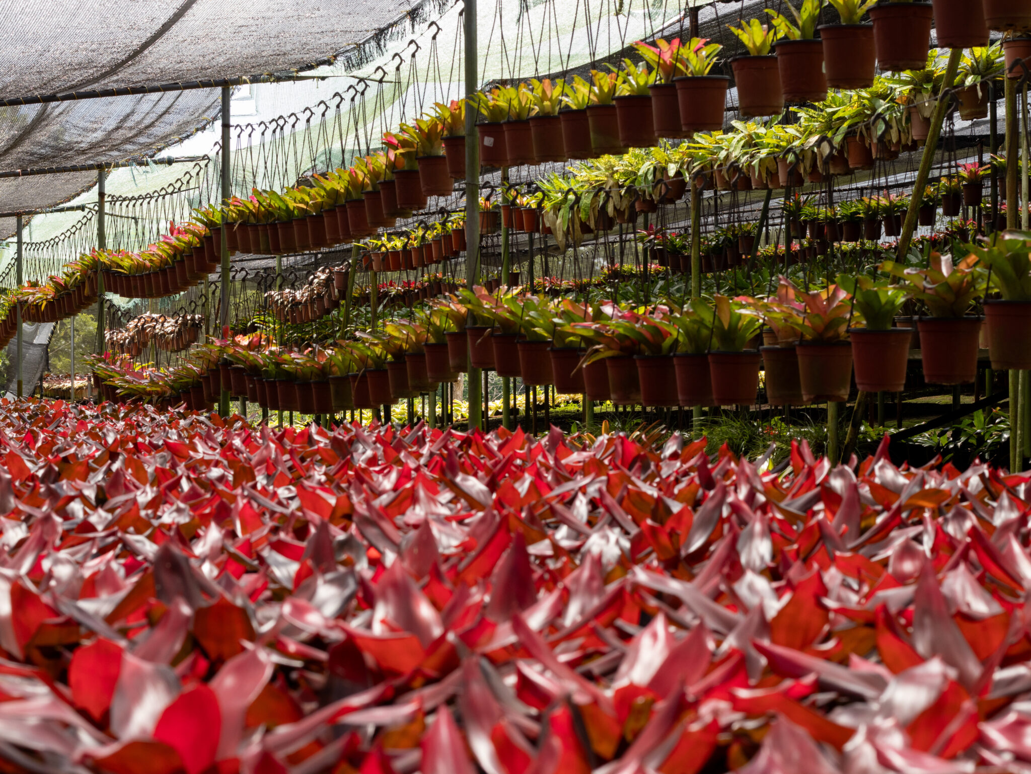 Inicio - Vivero Entremares - Bromelias Panama